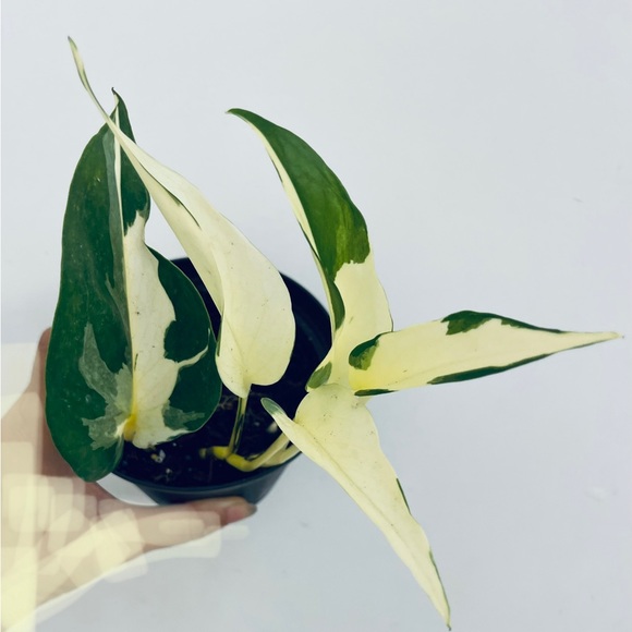 Accents | Rare Houseplant Epipremnum Mutate Plants Plant Rare 1 Rooted ...